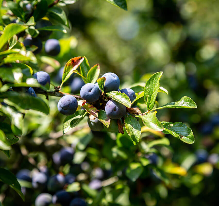 Grow a better future | Woodland Trust | A beginner’s guide to summer ...