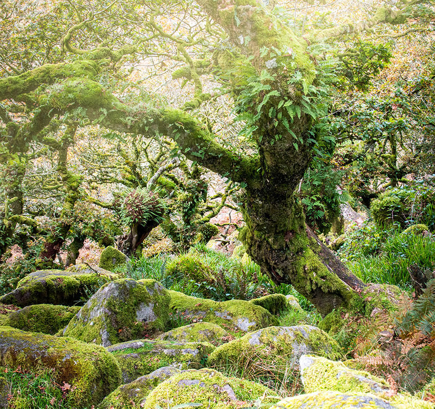 Grow a better future | Woodland Trust | Why we need ancient trees