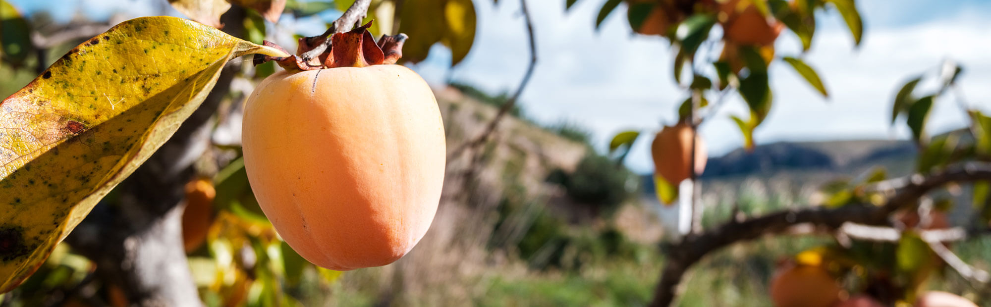 Discover P.D.O Persimon® from Spain while it’s still in season! | Persimon