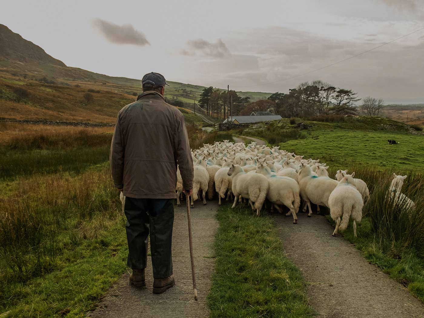 Uniquely Welsh. It’s in the taste. | Meat Promotion Wales