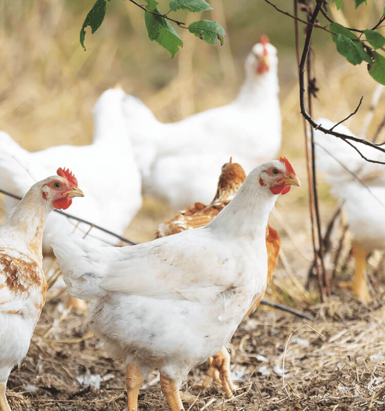 Discover how the Better Chicken Commitment is improving the lives of ...